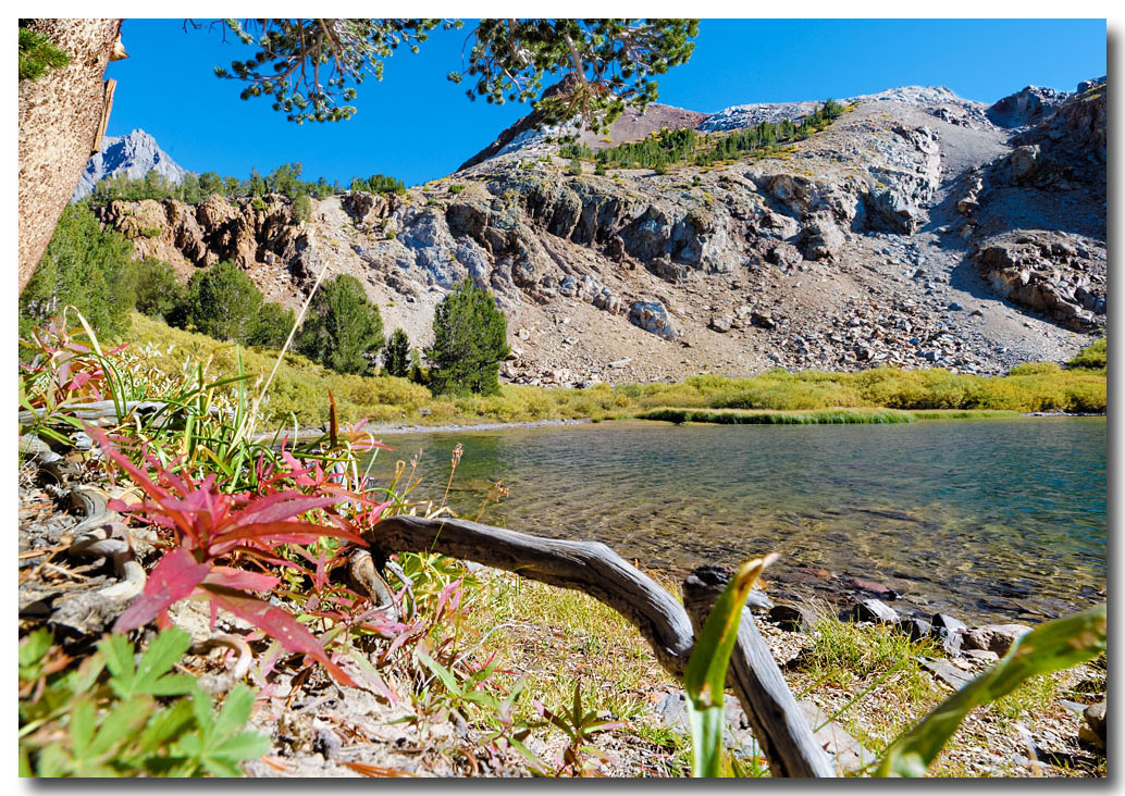 Bristlecone Pine Forest
